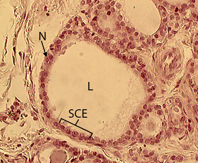 Simple Cuboidal Epithelium Thyroid Simple Cuboidal Epithelium Thyroid